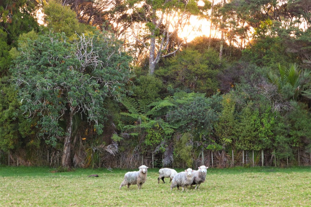 Thinking of Lifestyle Subdivision in Northland?