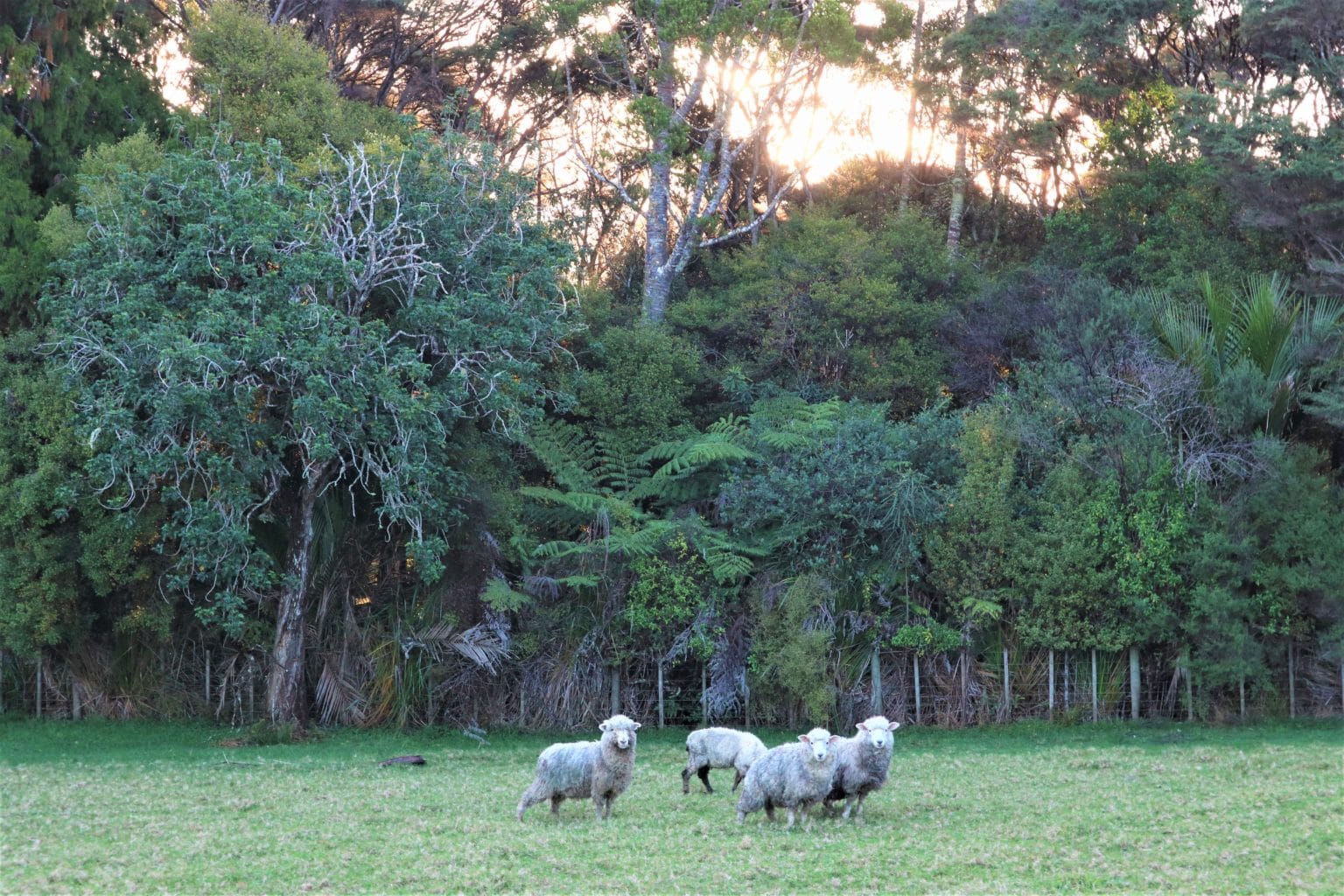 Environment Court Decision on Auckland's Rural Subdivision Rules - Cato ...