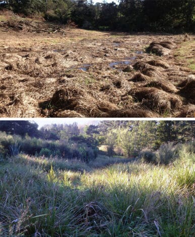 Wetland Restoration – How to achieve Significant Ecological Area (SEA ...