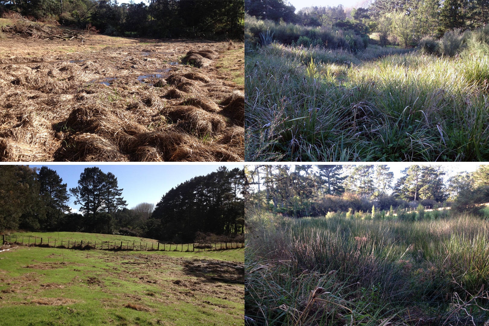 Wetland Restoration – How to achieve Significant Ecological Area (SEA ...