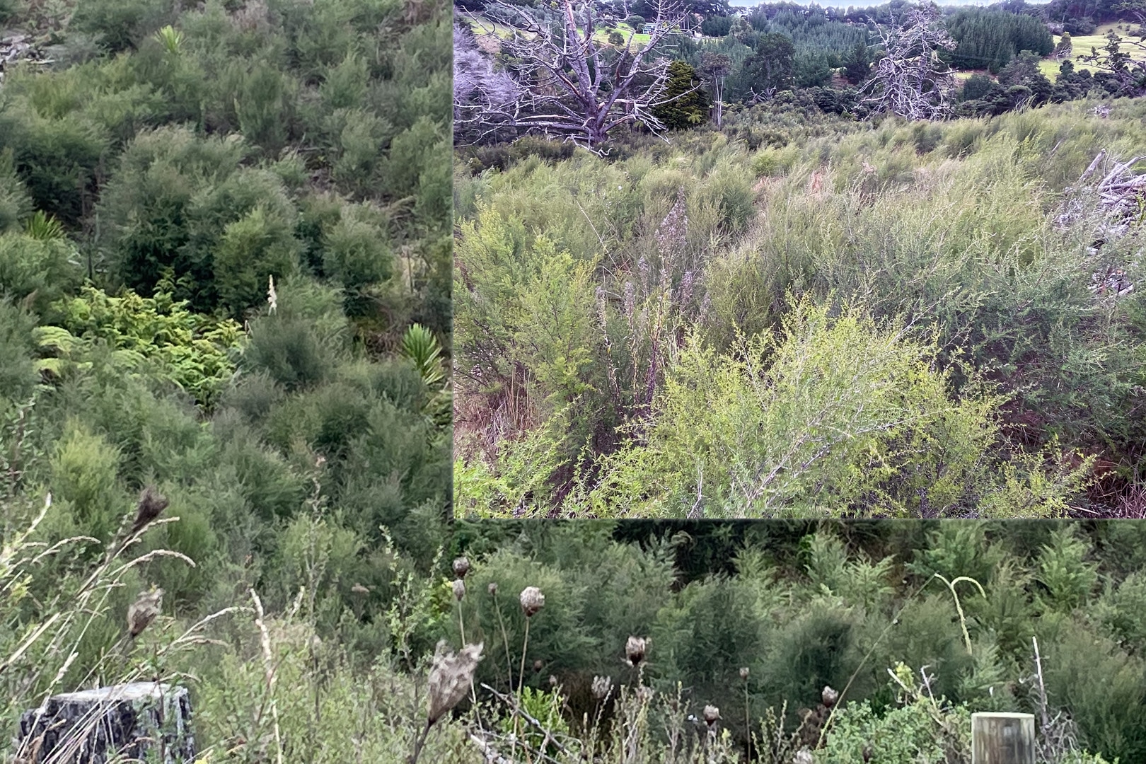 Planting Native Bush – Subdivision & Environmental Benefit - Cato Bolam ...