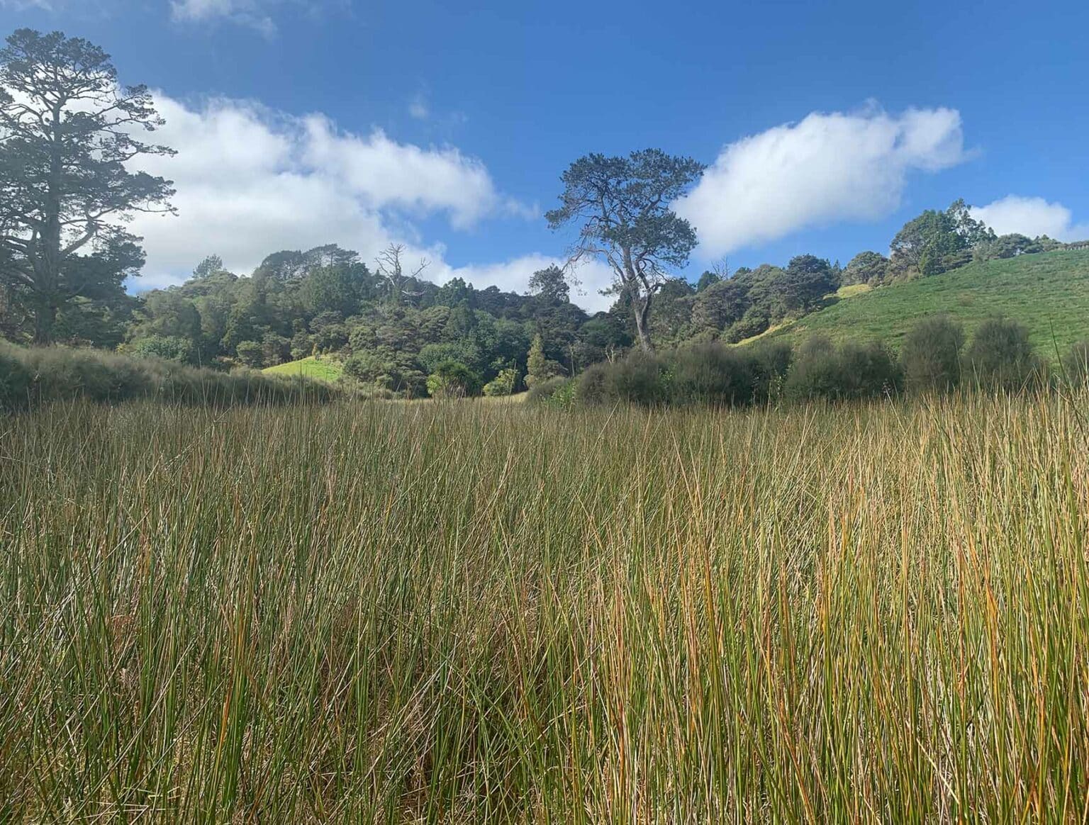 Is a wetland always easy to identify or delineate? - Cato Bolam Consultants